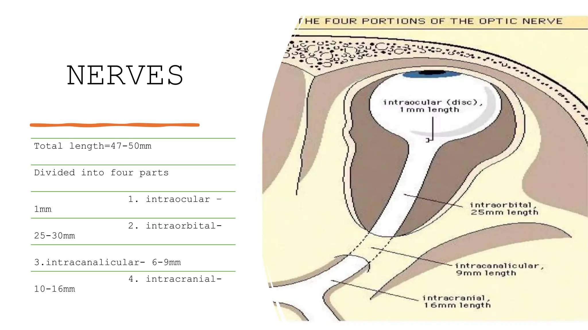 Visual pathway of eye with necessary lessions | PPTX