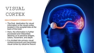 Visual pathway of eye with necessary lessions | PPTX