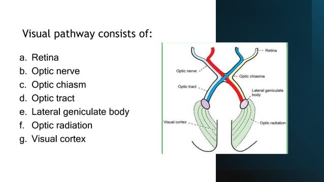 Visual pathway of eye with necessary lessions | PPT