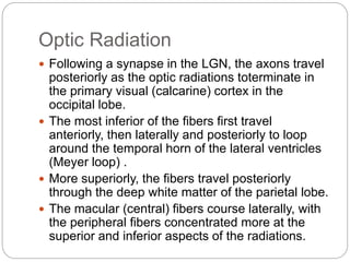 Visual pathway and its defects | PPTX