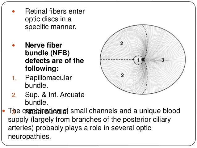 Visual pathway and its defects