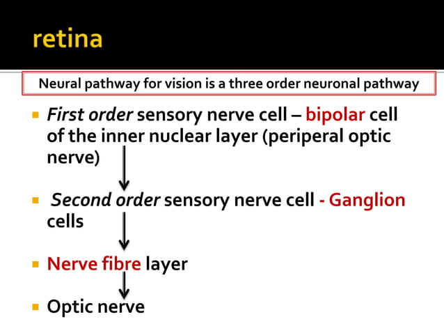 Visual pathway and its defects | PPTX
