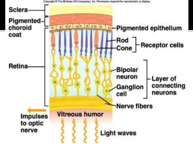 Visual pathway and its defects | PPTX