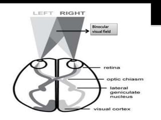 Visual pathway and its defects | PPT