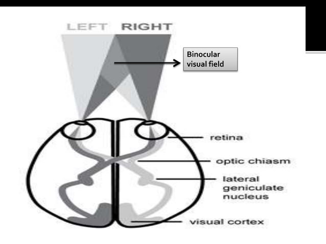 Visual pathway and its defects