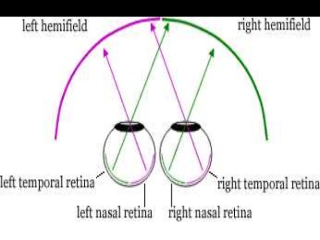 Visual pathway and its defects