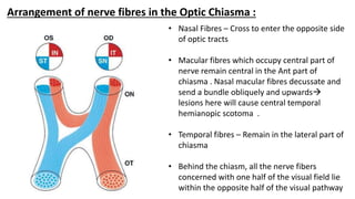 Visual pathway and lesion | PPTX
