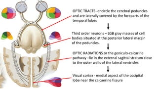 Visual pathway and lesion | PPTX