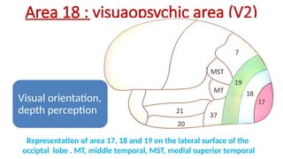 VISUAL PATH WAYS BY DR K AMBAREESHA GOUD | PPT
