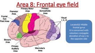 VISUAL PATH WAYS BY DR K AMBAREESHA GOUD | PPT