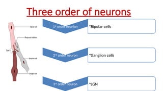 VISUAL PATH WAYS BY DR K AMBAREESHA GOUD | PPT