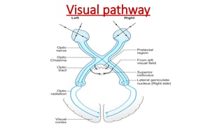 VISUAL PATH WAYS BY DR K AMBAREESHA GOUD | PPT