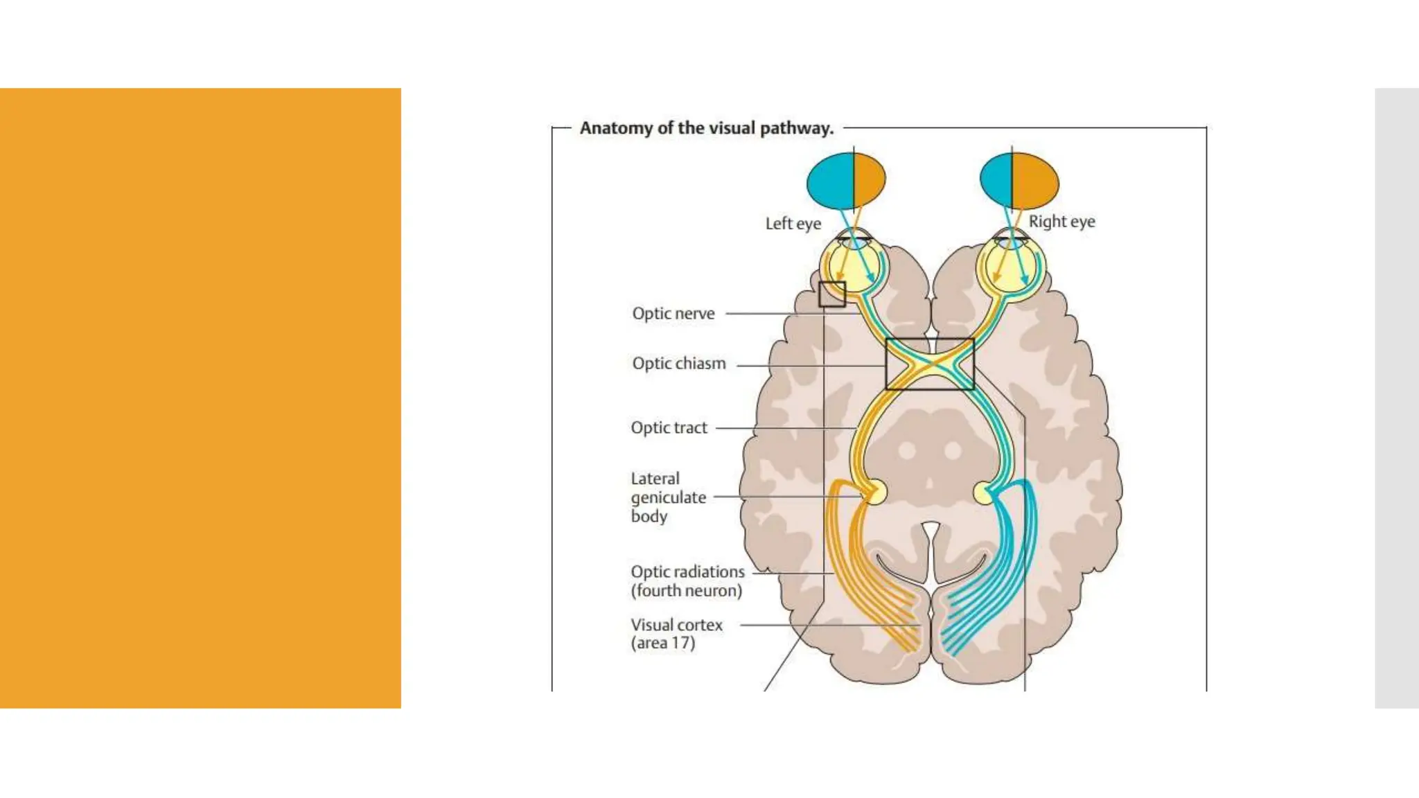 ANATOMY AND PHYSIOLOGY OF VISUAL PATHWAY | PPTX