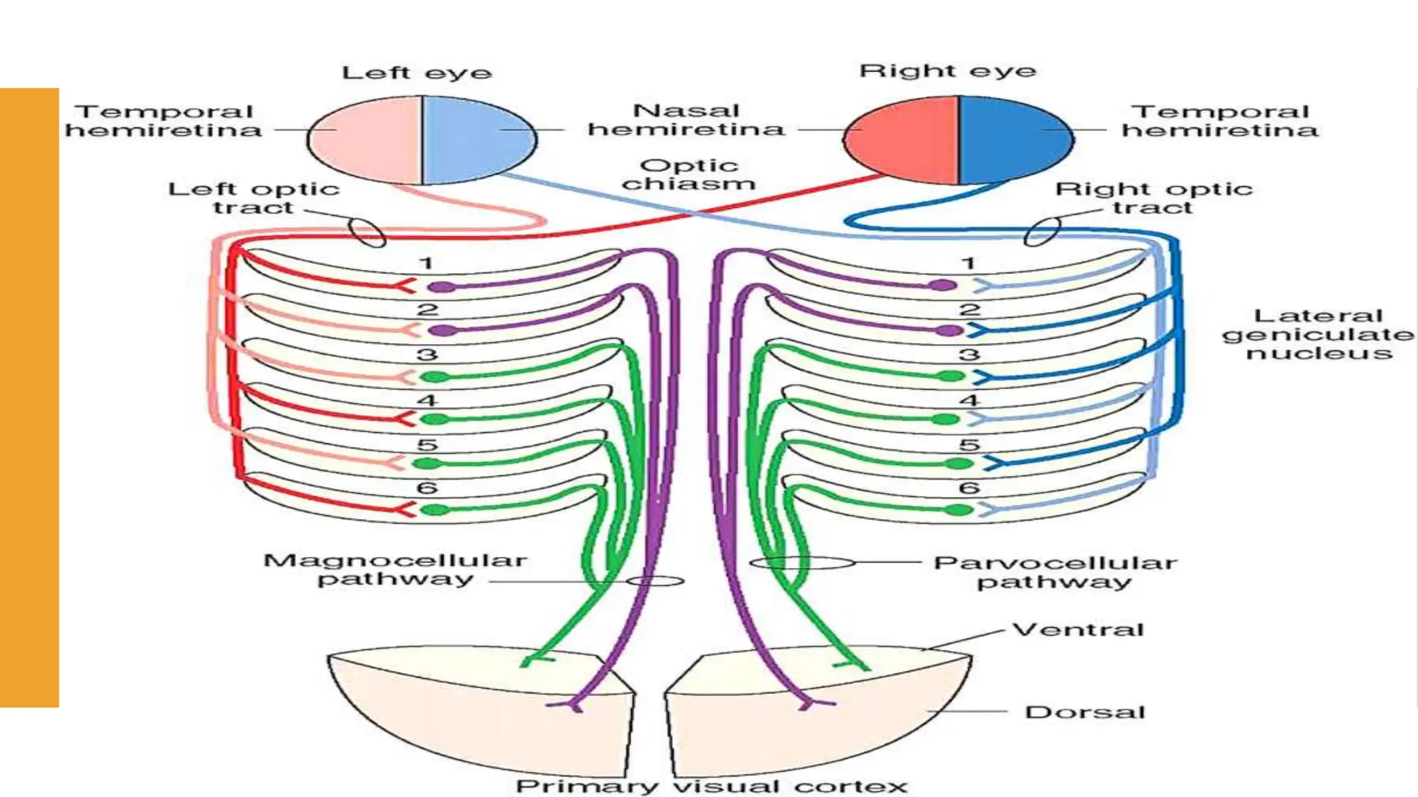 ANATOMY AND PHYSIOLOGY OF VISUAL PATHWAY | PPTX