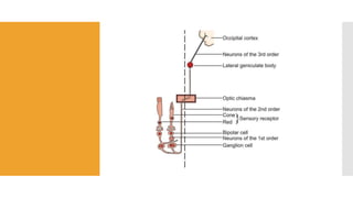ANATOMY AND PHYSIOLOGY OF VISUAL PATHWAY | PPTX