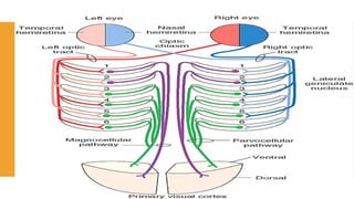 ANATOMY AND PHYSIOLOGY OF VISUAL PATHWAY | PPTX