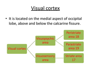 visual pathway & its lesions.pptx