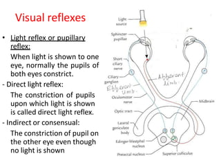 visual pathway & its lesions.pptx
