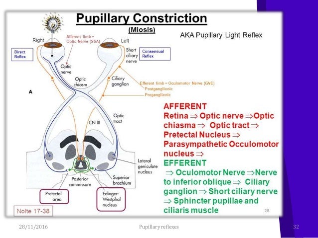 Visual pathway kHem