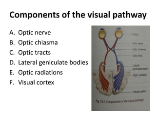 Visual pathway & optic nerve tumours | PPTX