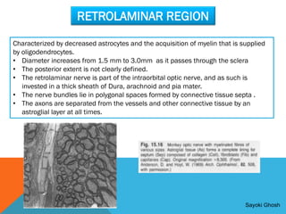 VISUAL PATHWAY (part 1)_watermark[1].pdf