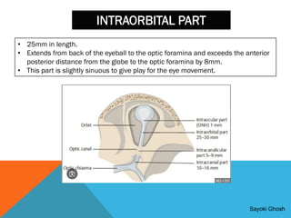 VISUAL PATHWAY (part 1)_watermark[1].pdf