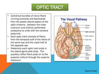VISUAL PATHWAY (part 1)_watermark[1].pdf