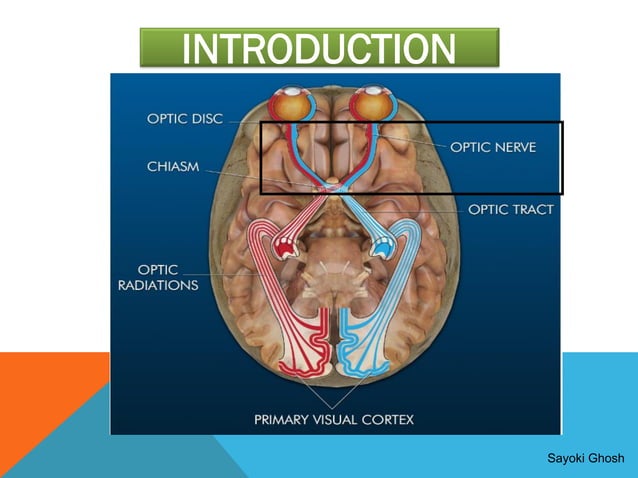 VISUAL PATHWAY (part 1)_watermark[1].pdf