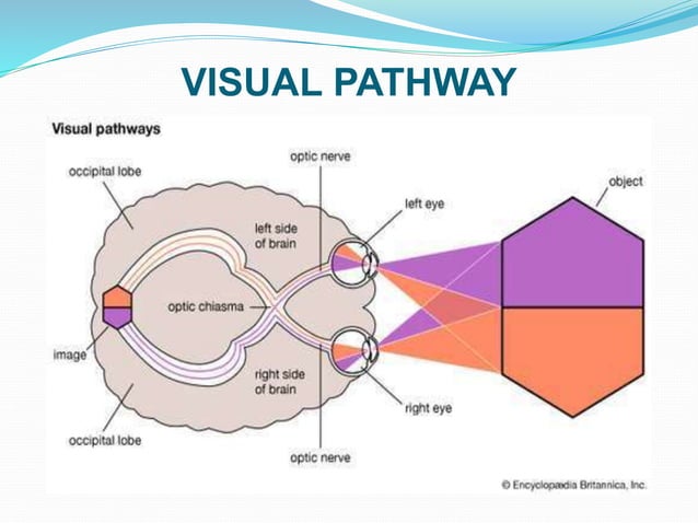 Visual pathway ppt | PPTX | Brain and Nervous System Disorders ...