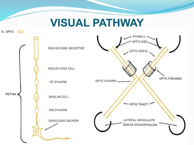 Visual pathway ppt | PPTX | Brain and Nervous System Disorders ...