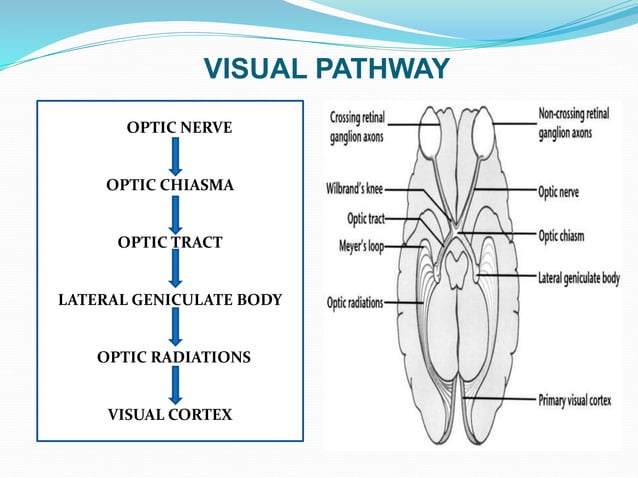 Visual pathway ppt | PPTX | Brain and Nervous System Disorders ...