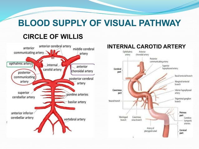 Visual pathway ppt