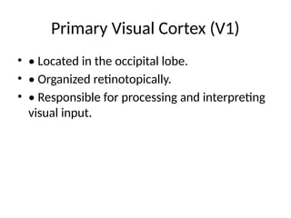 Visual_Pathway_Presentation_with_Images.pptx