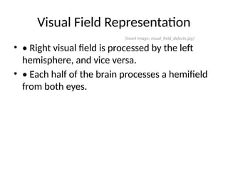 Visual_Pathway_Presentation_with_Images.pptx