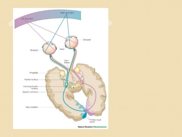Visual pathways | PPT