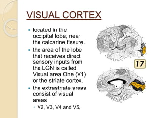 Visual pathways | PPTX