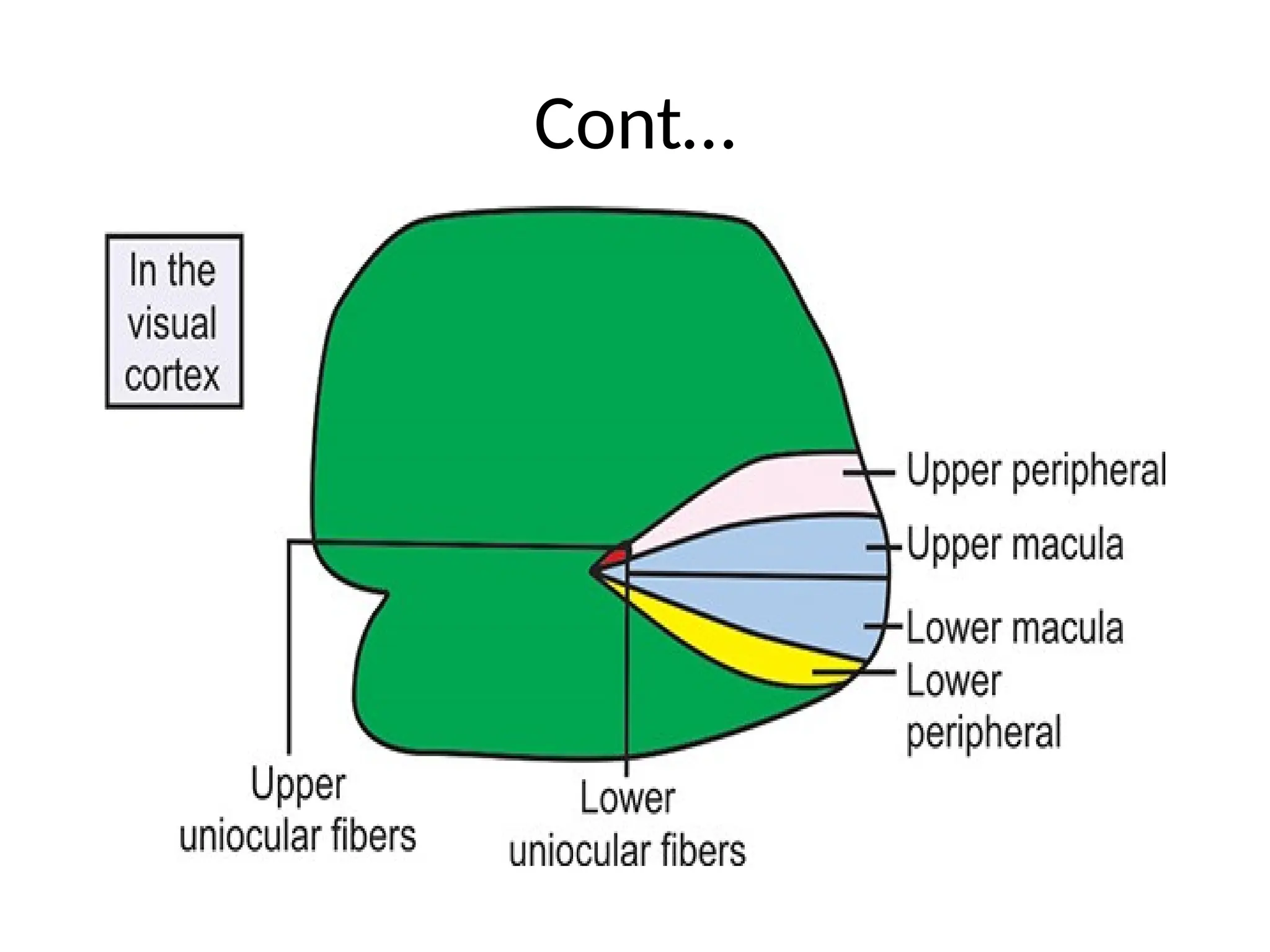 Comprehensive Visual Pathways Notes; The Visual Pathways is the ...