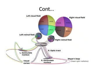 Comprehensive Visual Pathways Notes; The Visual Pathways is the ...