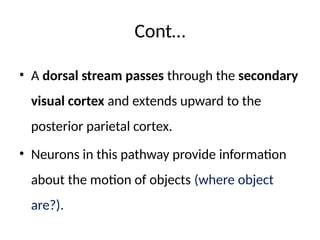 Comprehensive Visual Pathways Notes; The Visual Pathways is the ...