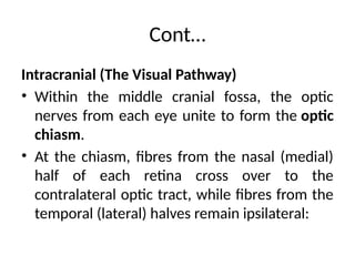 Comprehensive Visual Pathways Notes; The Visual Pathways is the ...