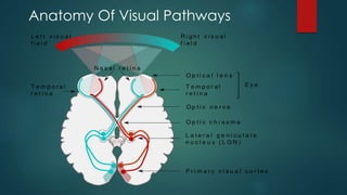 Visual pathways and optic nerve. | PPTX | Eye and Vision Conditions ...