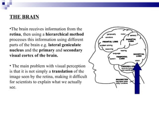 Visual perception 1 | PPT