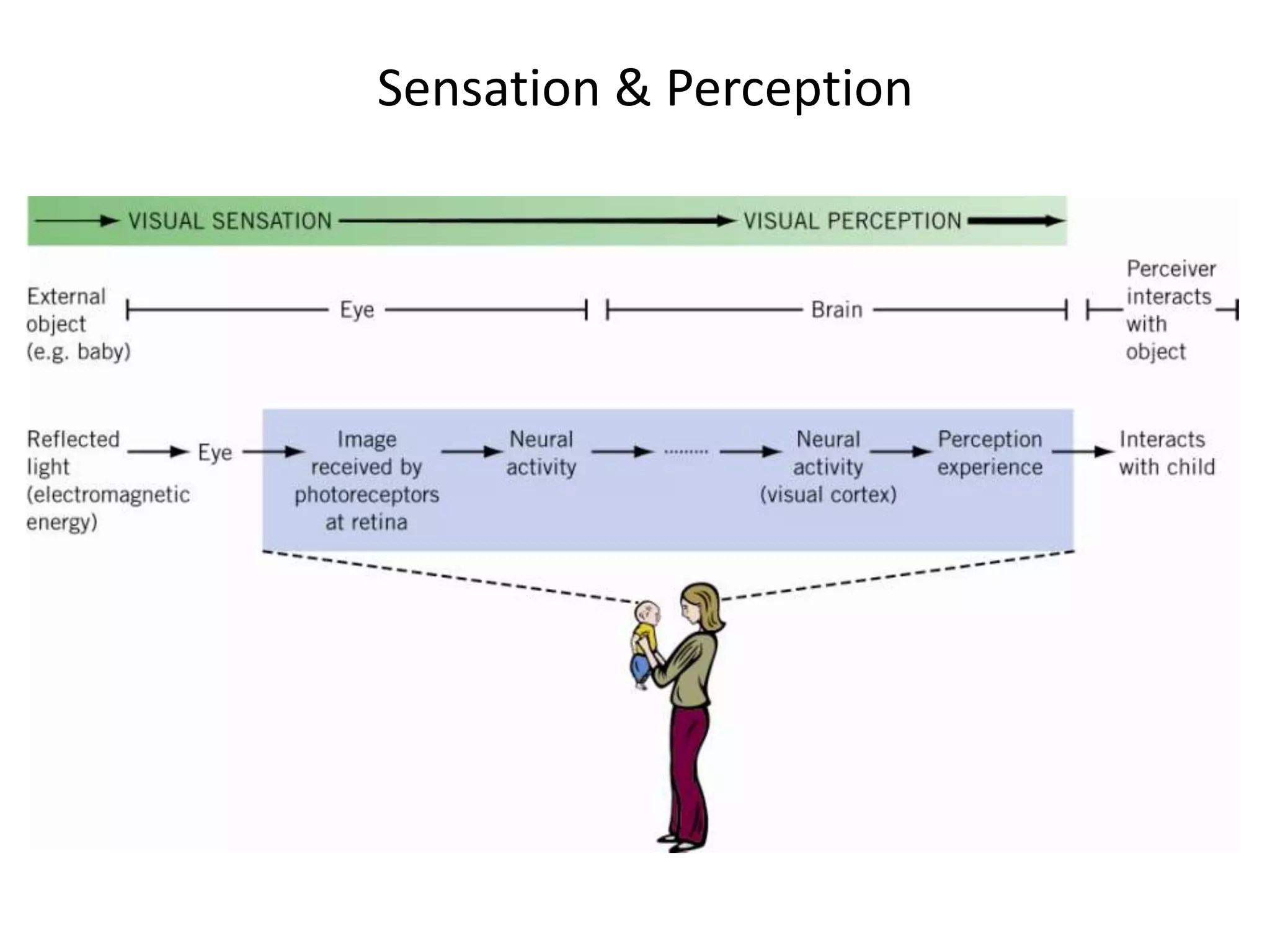Visual perception | PPT