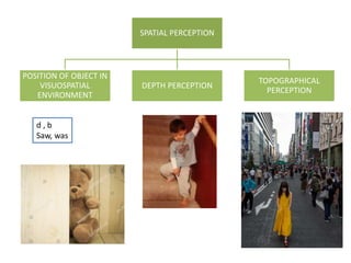 Visual perception from the point of view of Sensory Integration | PPT