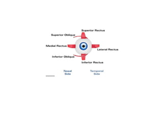 Visual perception from the point of view of Sensory Integration | PPTX