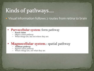 VISUAL PERCEPTION.pptx