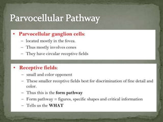 VISUAL PERCEPTION.pptx
