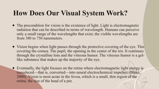 Understanding the Visual Perception : Human Eye | PPTX | Eye and Vision ...