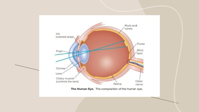 Understanding the Visual Perception : Human Eye | PPTX | Eye and Vision ...
