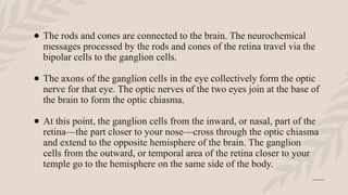 Understanding the Visual Perception : Human Eye | PPTX | Eye and Vision ...